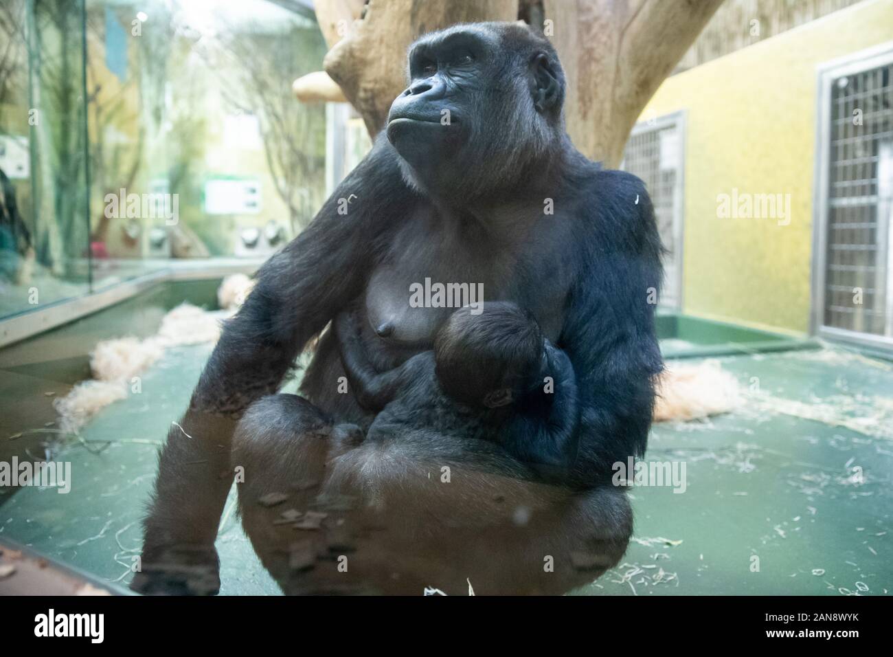 Nuremberg, Germany. 16th Jan, 2020. The gorilla cub Kato clings to his ...