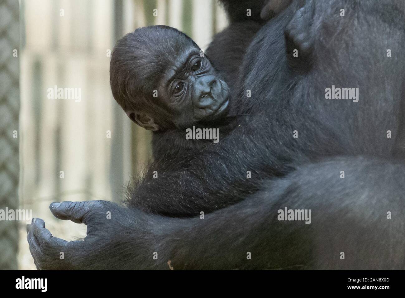 Nuremberg, Germany. 16th Jan, 2020. The gorilla cub Kato clings to his ...
