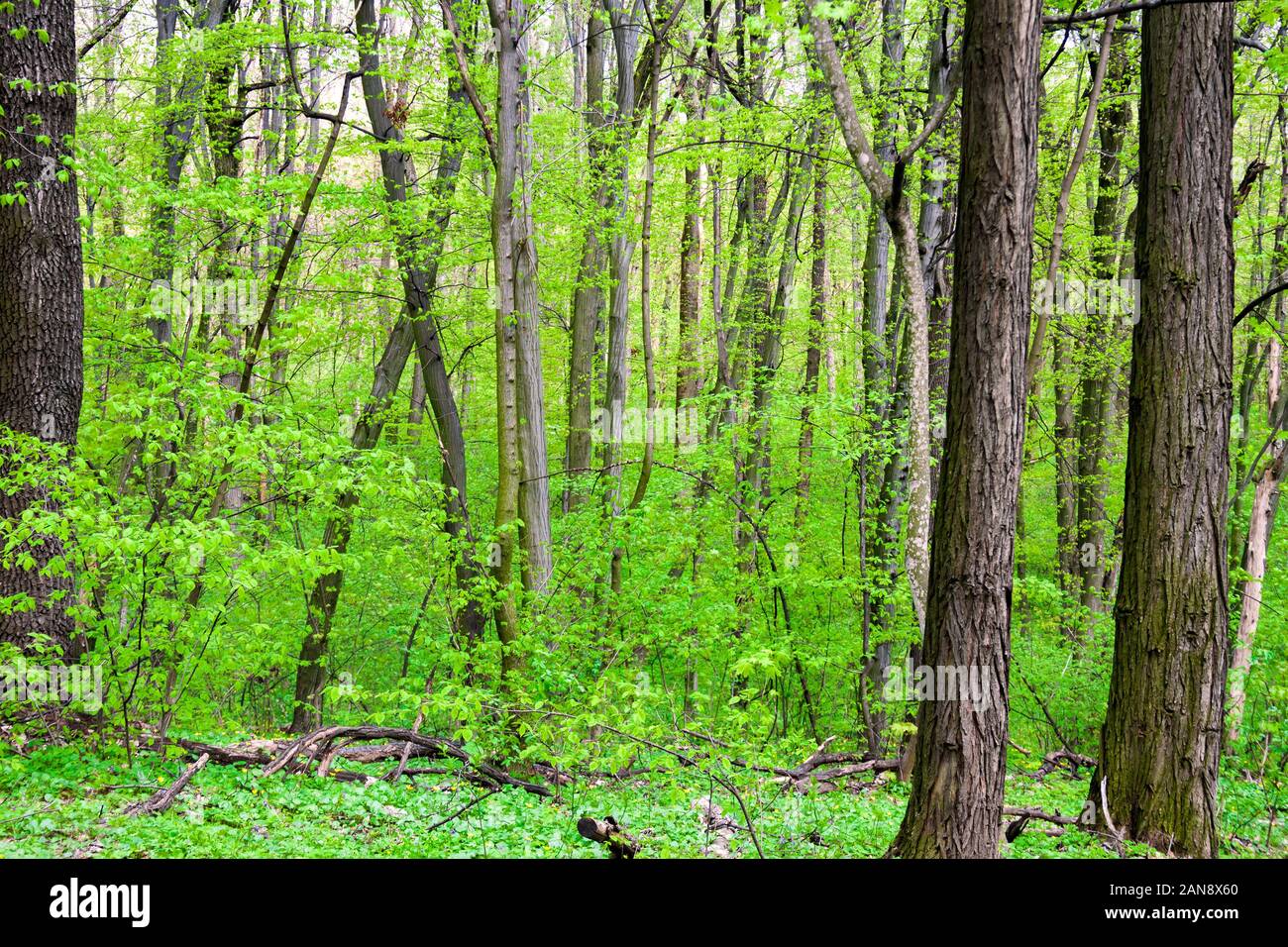 Holosiivskyi National Nature Park in spring, Kyiv, Ukraine Stock Photo ...