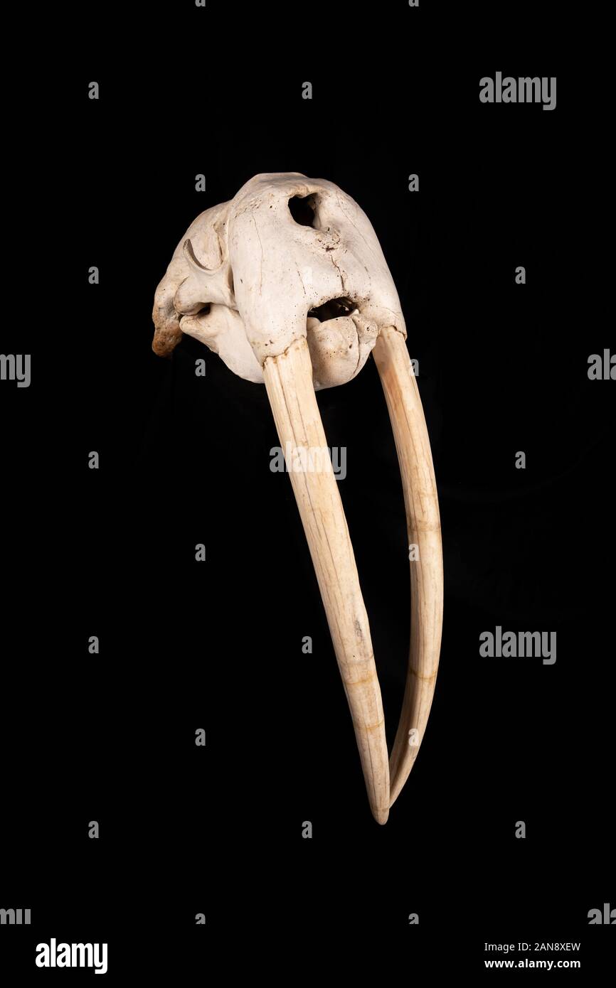 Walrus skeleton hi-res stock photography and images - Alamy
