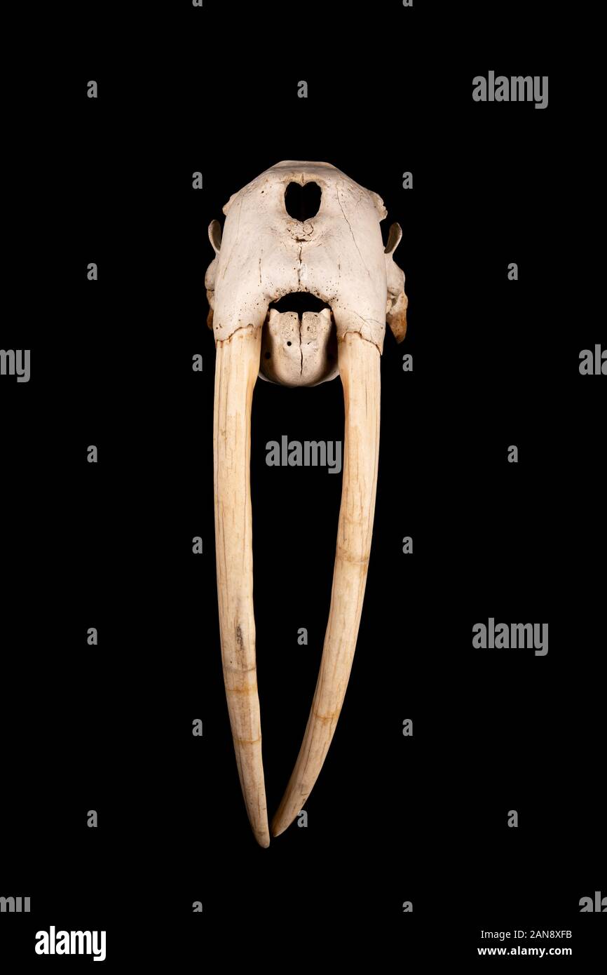 skull of a walrus - odobenus rosmarus viewed from the front on a black ...