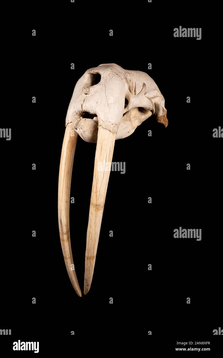 skull of a walrus - odobenus rosmarus viewed from the front left side ...