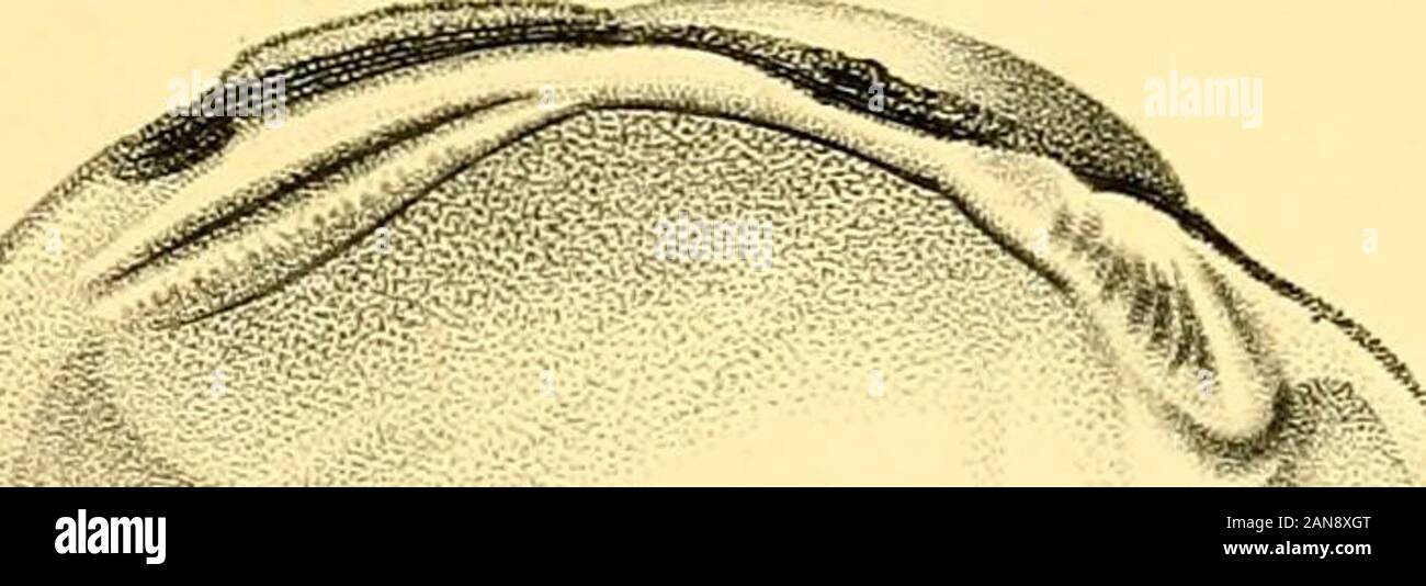 The complete writings of Thomas Say, on the conchology of the United ...