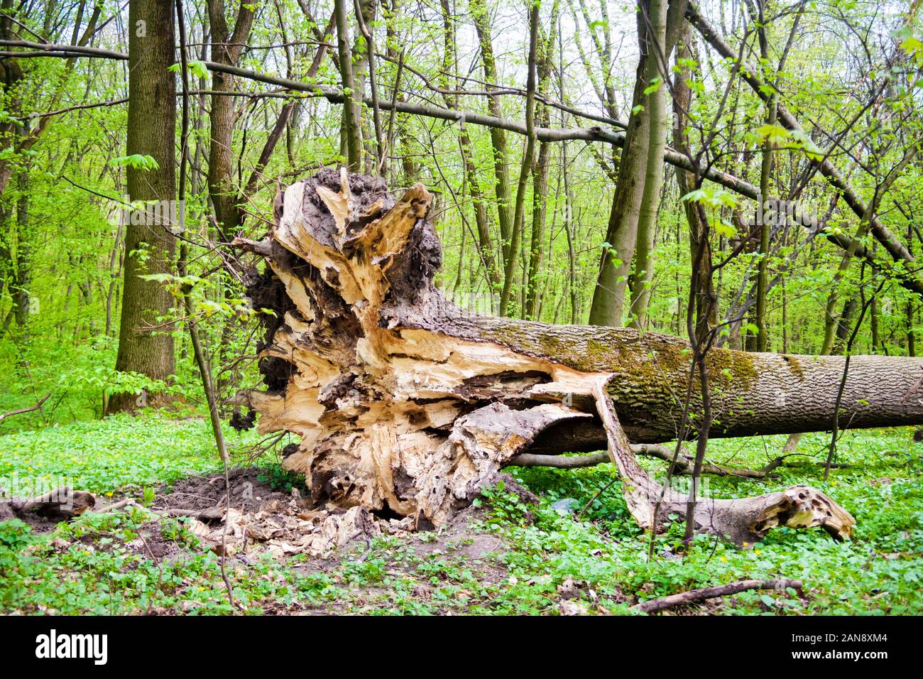 Fallen oak tree in spring forest with roots in the foreground ...