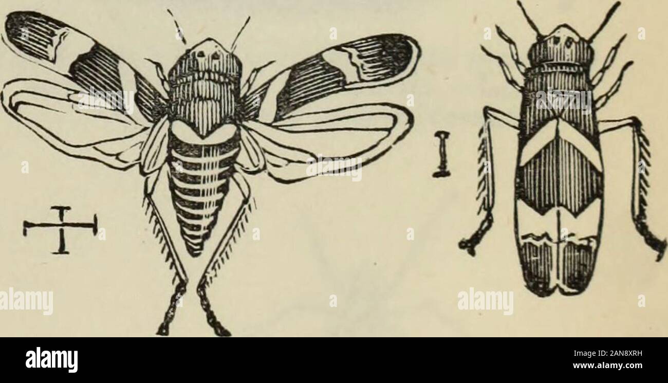 Beautiful wood nymph moth hi-res stock photography and images - Alamy