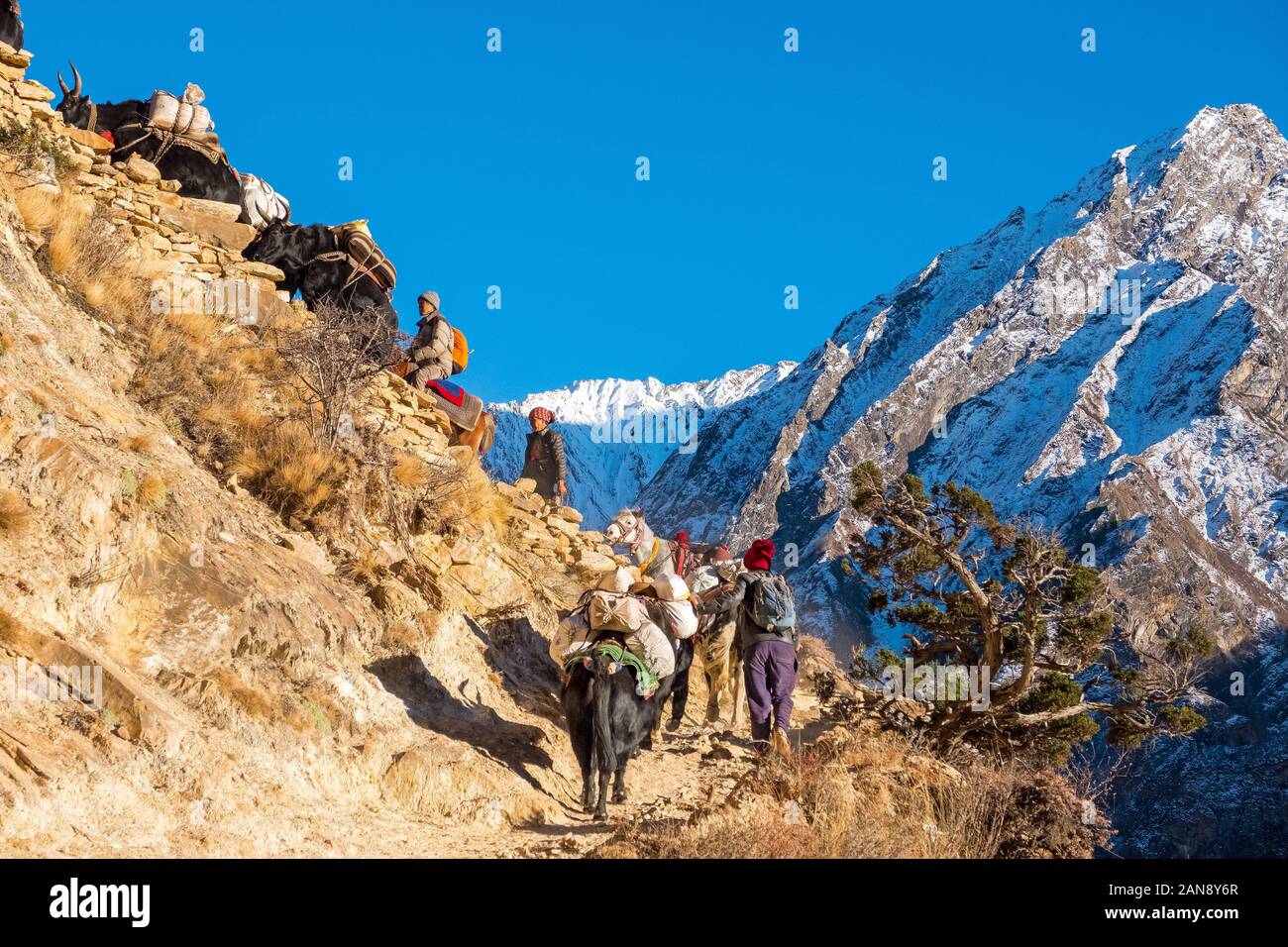 A yak train carrying goods up to the village of Ringmo in the Dolpo ...