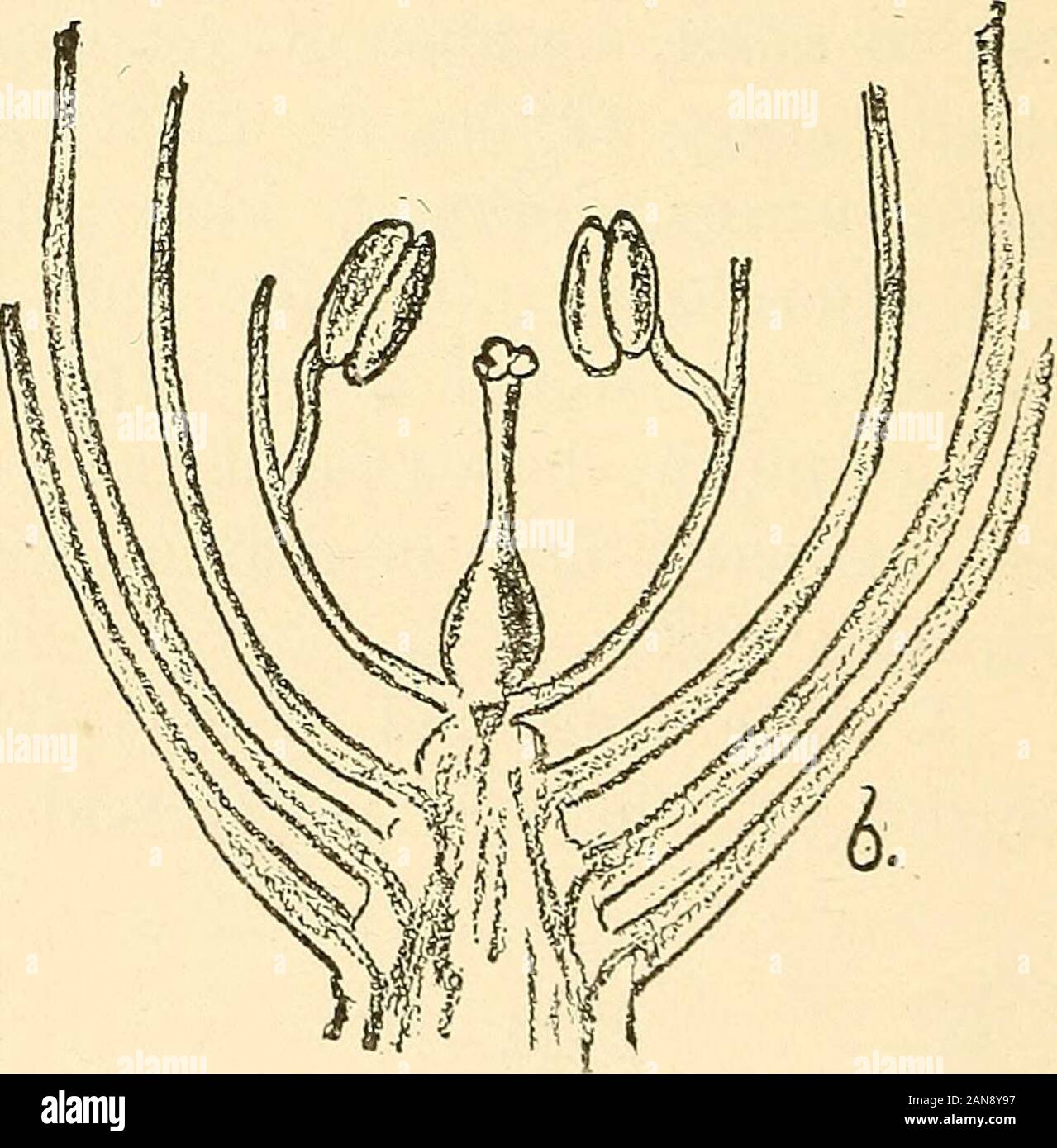 Dissecting microscope hi-res stock photography and images - Alamy