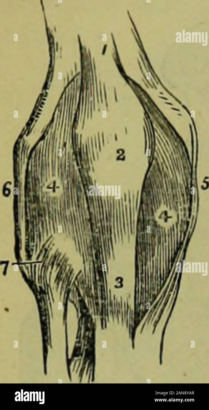 The hydropathic encyclopedia: a system of hydropathy and hygiene ...