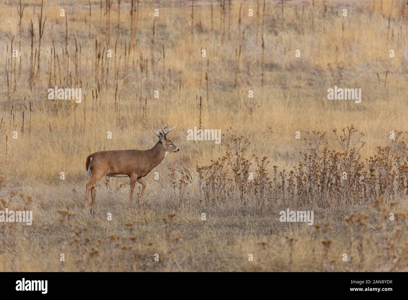 Buck Whitetail Deer in Colorado During the fall Rut Stock Photo - Alamy