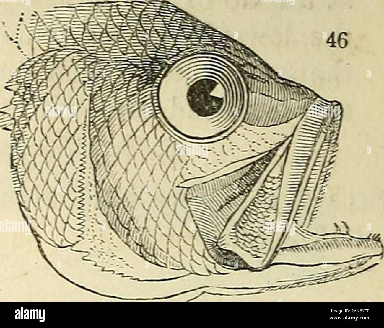 Broad dorsal fins hi-res stock photography and images - Alamy