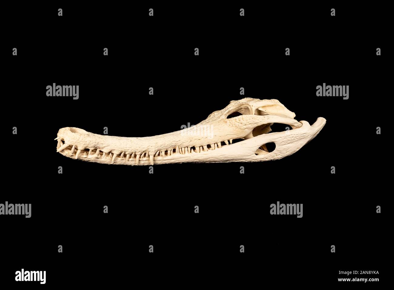 skull of a false gharial crocodile - tomistoma schlegelii viewed from ...