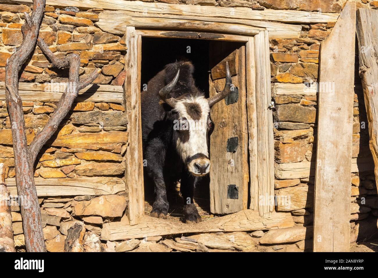 Domestic yak hi-res stock photography and images - Alamy