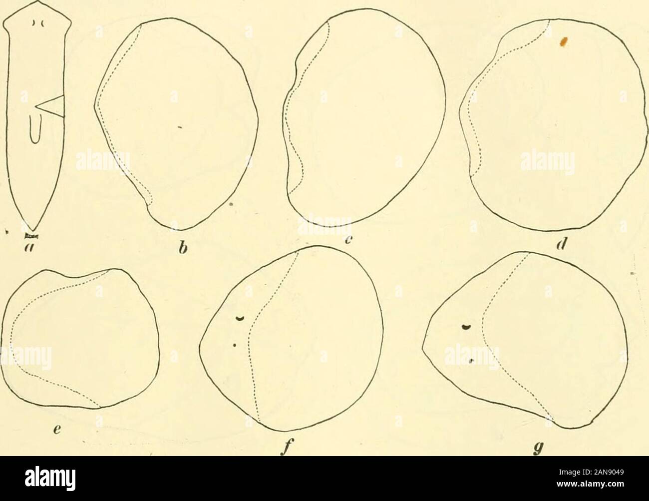 Planarian two head hi-res stock photography and images - Alamy