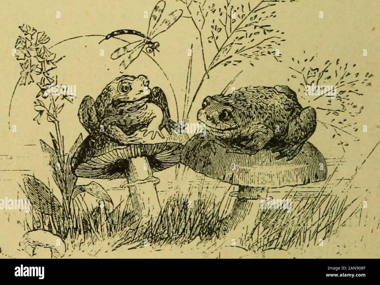 Thick toad hi-res stock photography and images - Alamy