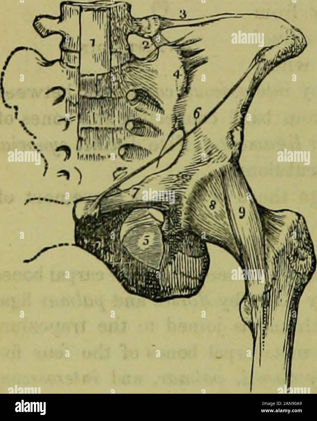 The hydropathic encyclopedia: a system of hydropathy and hygiene ...