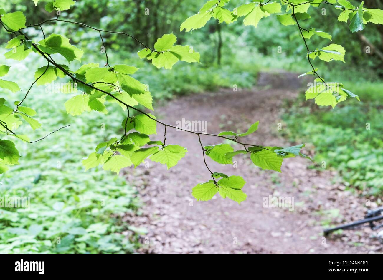 forest path, spring forest and path Stock Photo - Alamy