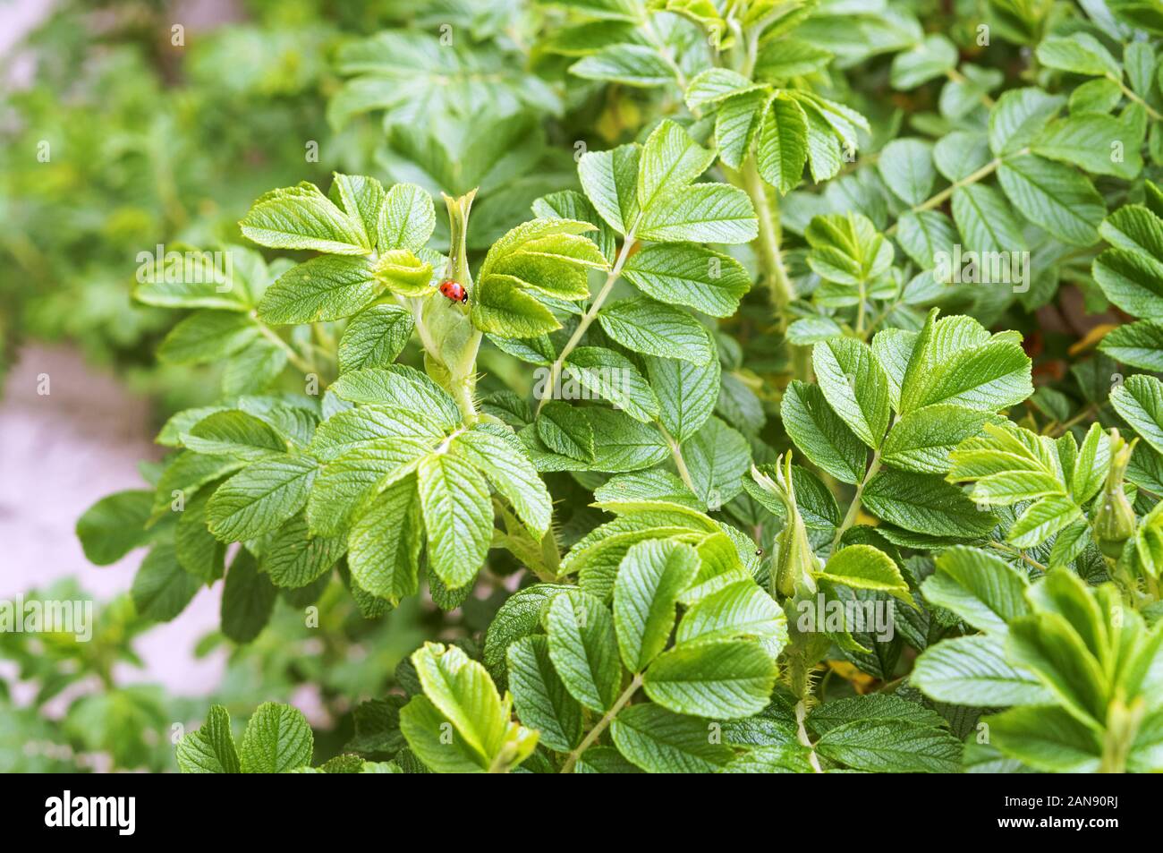 Wild pink rose bushes hi-res stock photography and images - Alamy