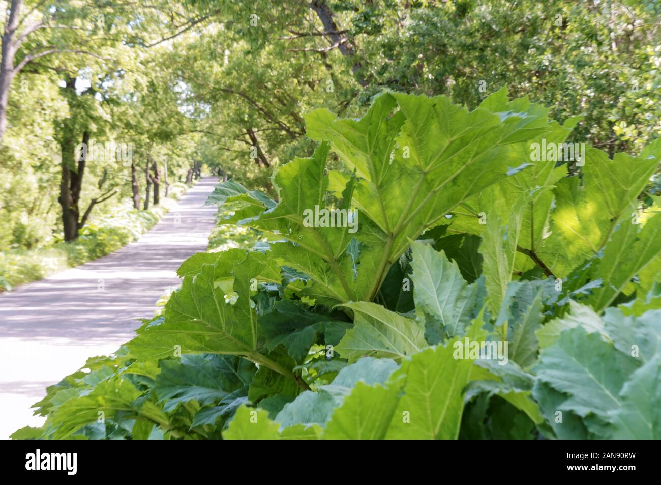 cow parsnip Sosnowski on the side of the road, thickets of poisonous ...