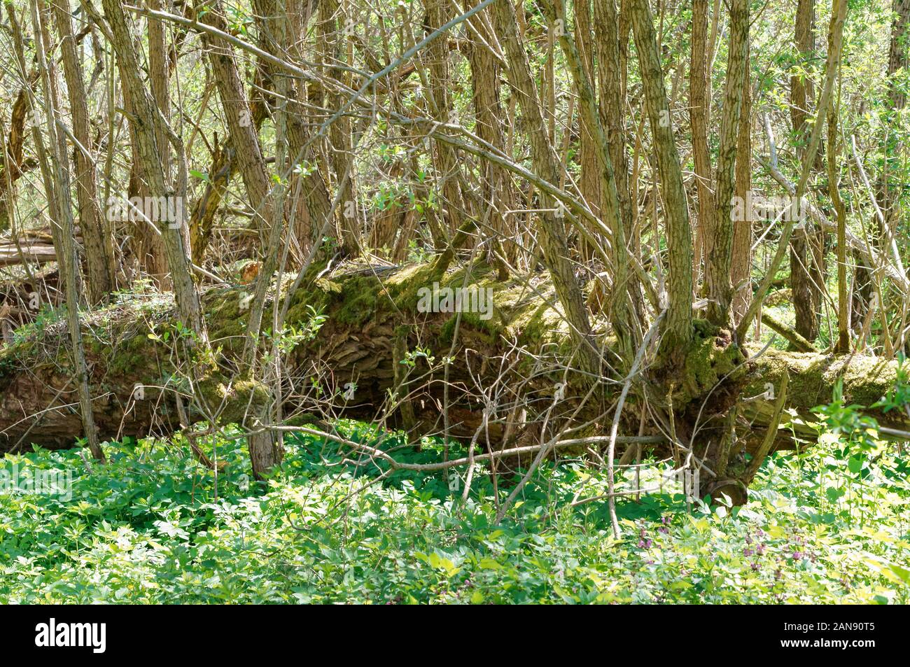 tree overgrown with moss, forest thicket Stock Photo - Alamy
