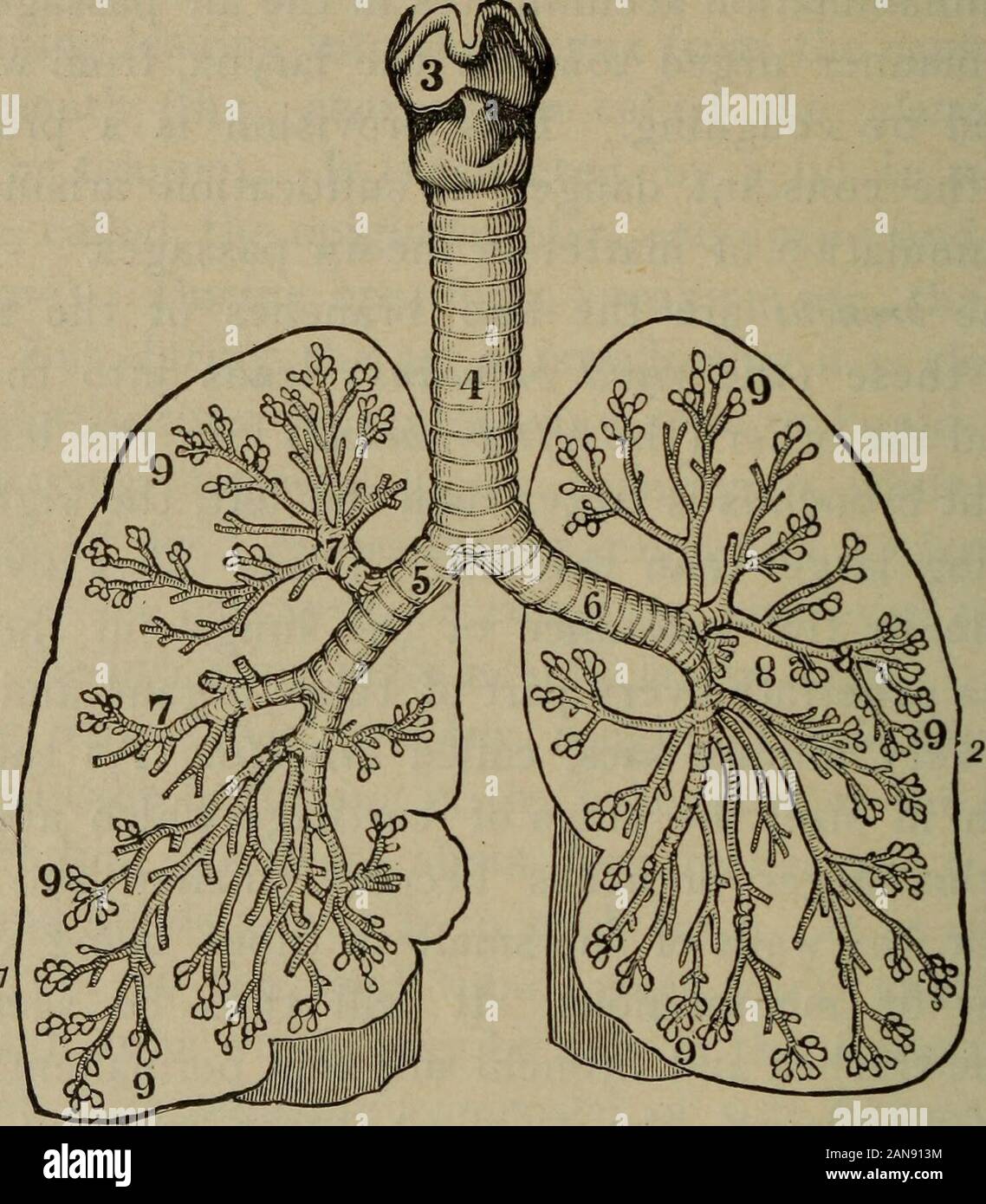 Showing air sac hi-res stock photography and images - Alamy