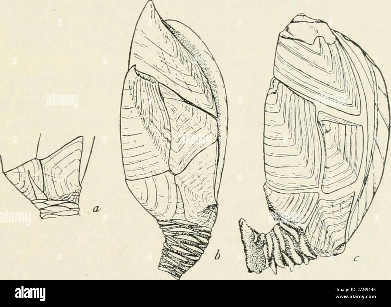 Concave arched sides hi-res stock photography and images - Alamy