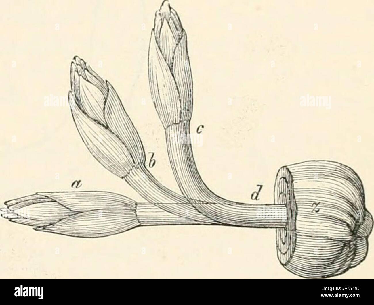 Short transverse axis hi-res stock photography and images - Alamy