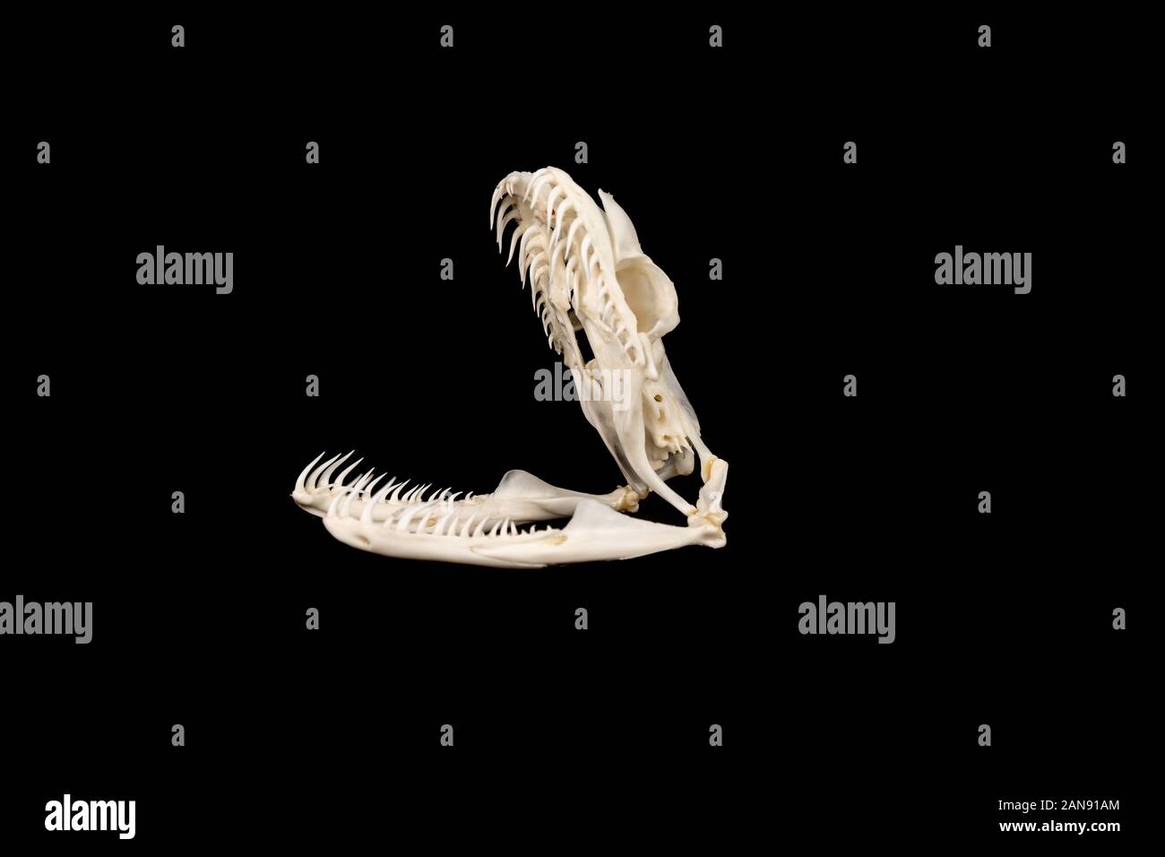 snake skull of an amethystine python, scrub python, sanca permata ...