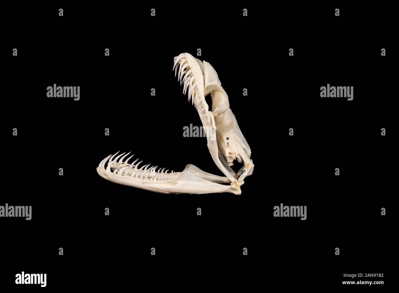 snake skull of an amethystine python, scrub python, sanca permata ...