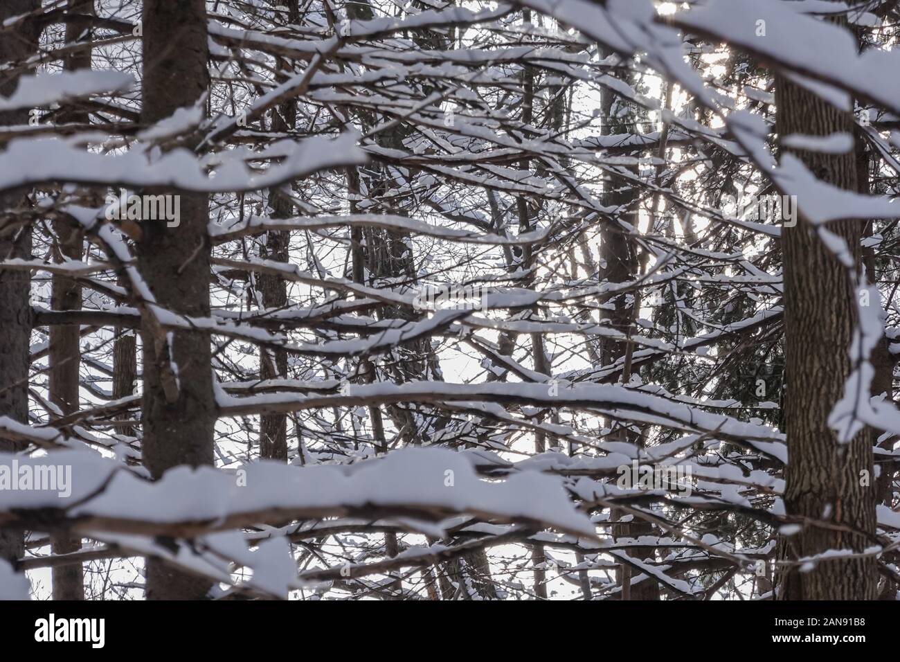 Branches crossing hi-res stock photography and images - Alamy