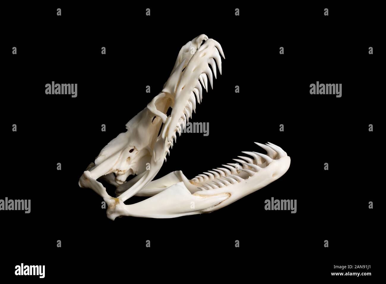 skull of a large reticulated python snake - malayopython reticulatus ...