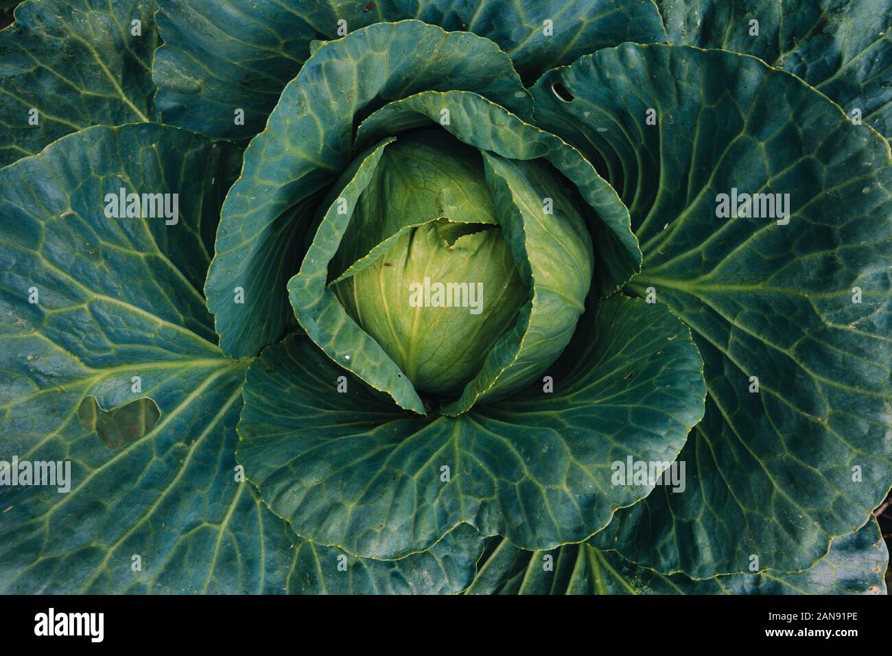 Top view of the young white-headed cabbage. Leaves and Growing head of ...