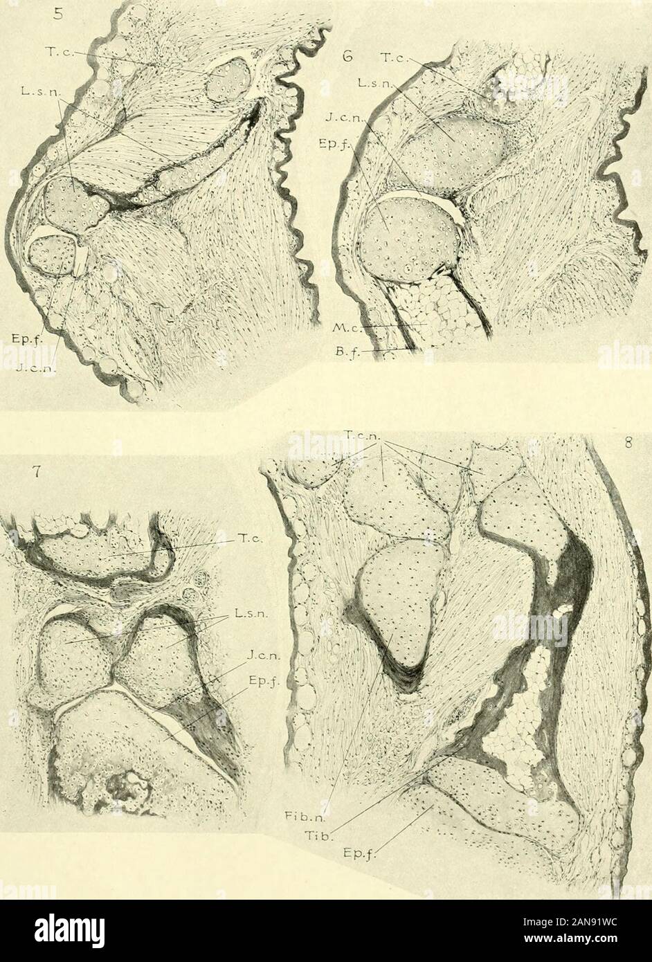 Longitudinal section of tibia hi-res stock photography and images - Alamy