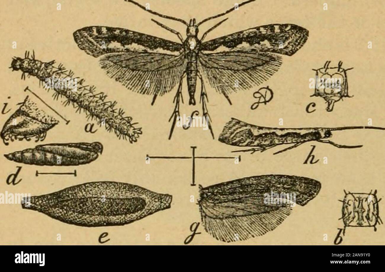 Ovipositors hi-res stock photography and images - Alamy