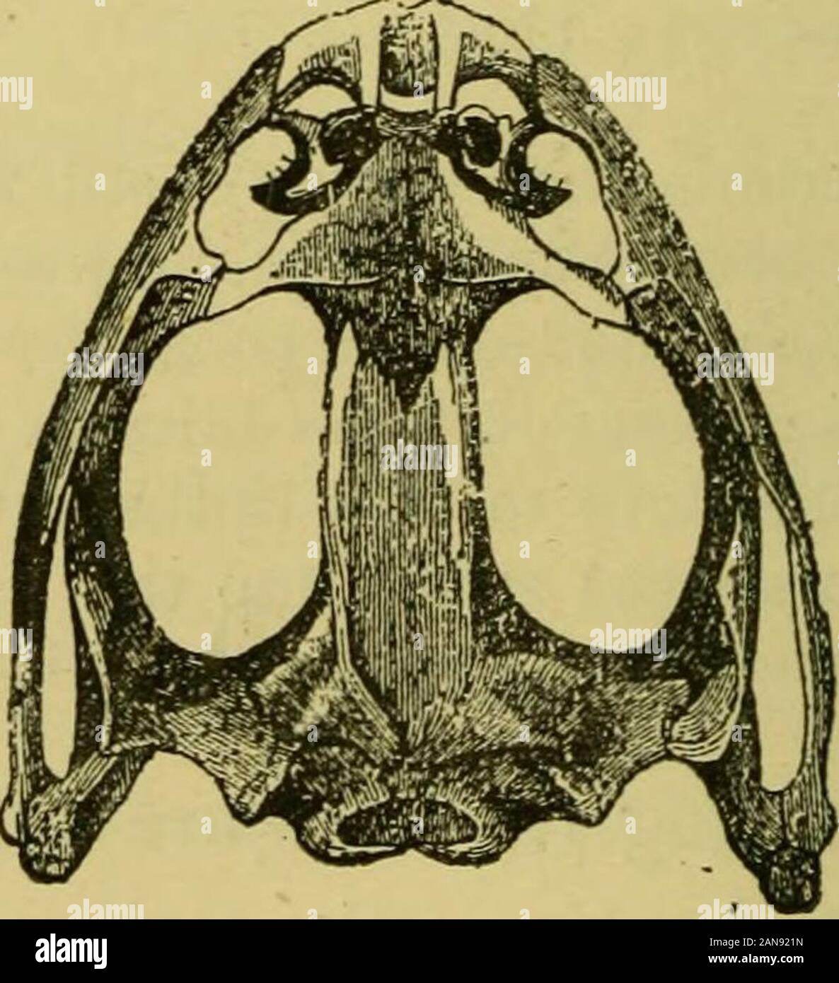 Toads with toes hi-res stock photography and images - Alamy