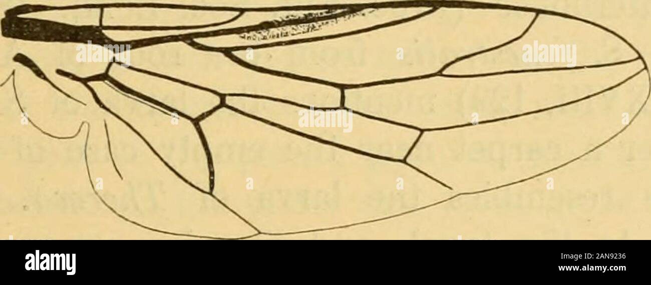 Frenulum hi-res stock photography and images - Alamy