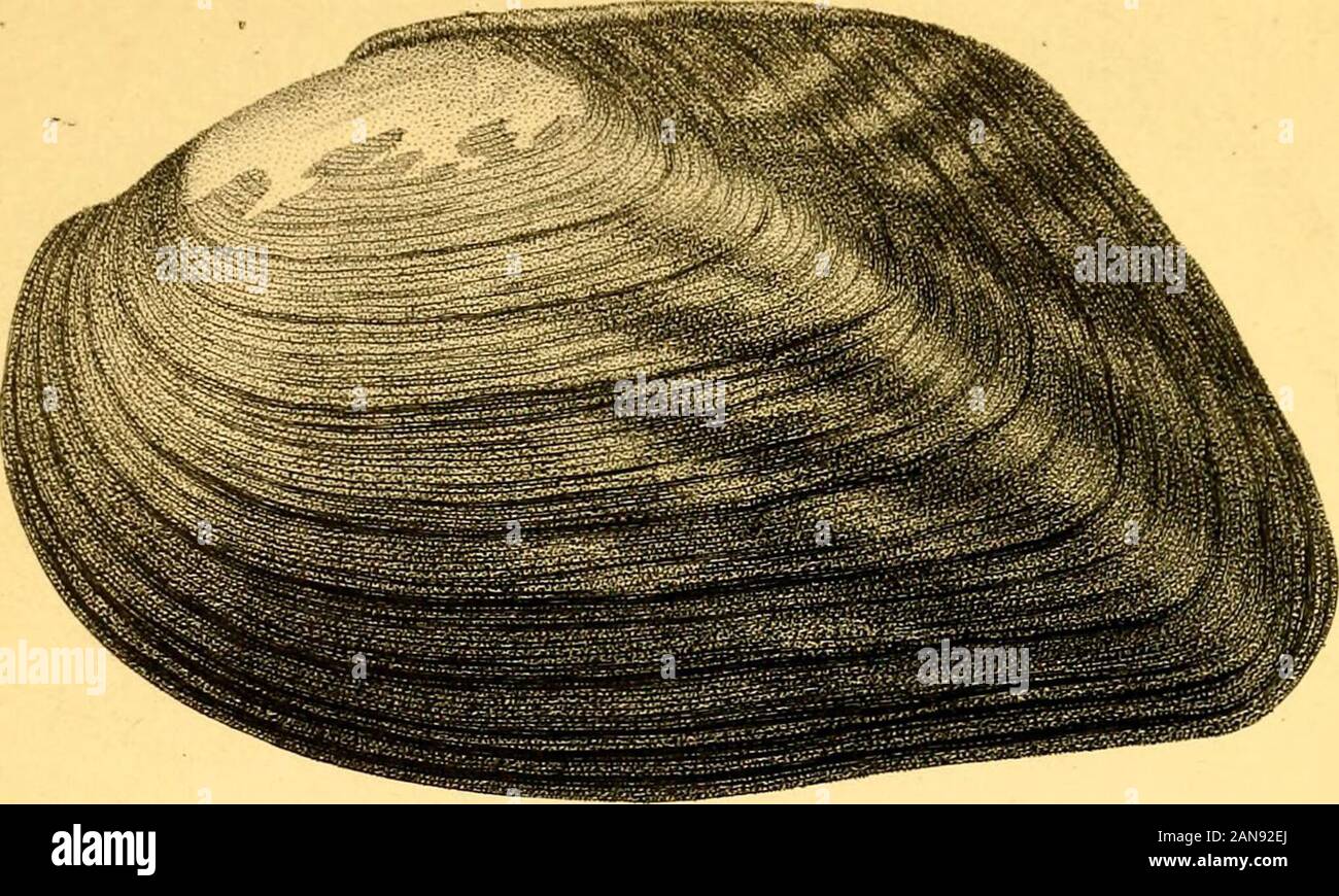 The complete writings of Thomas Say, on the conchology of the United ...