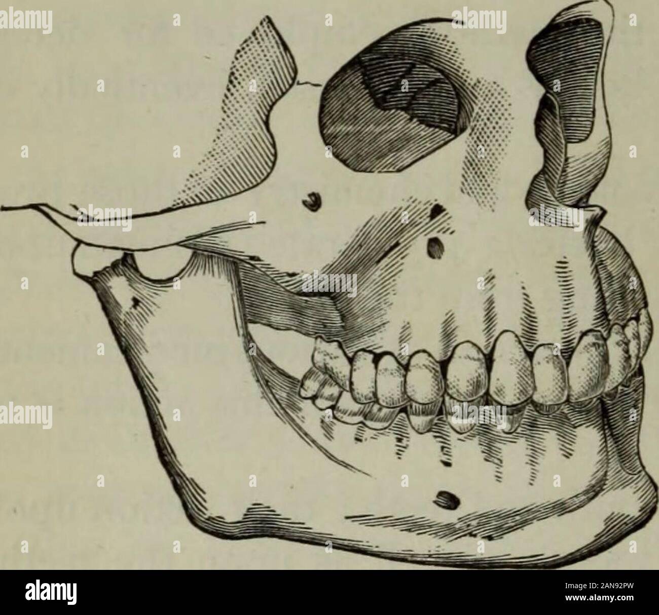 The Dental cosmos . processes in permanent rela-tion to each other at ...