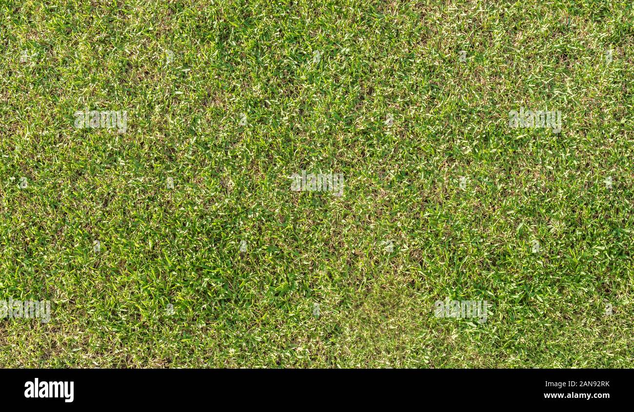 Green manicured lawn as background or texture Stock Photo - Alamy