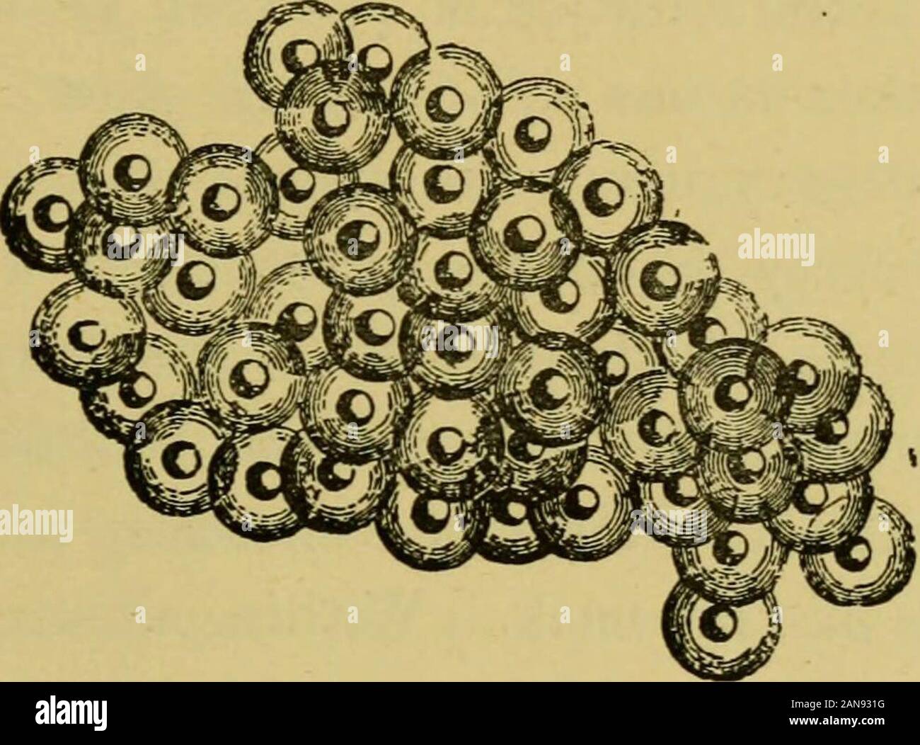 Edible frog eggs hi-res stock photography and images - Alamy