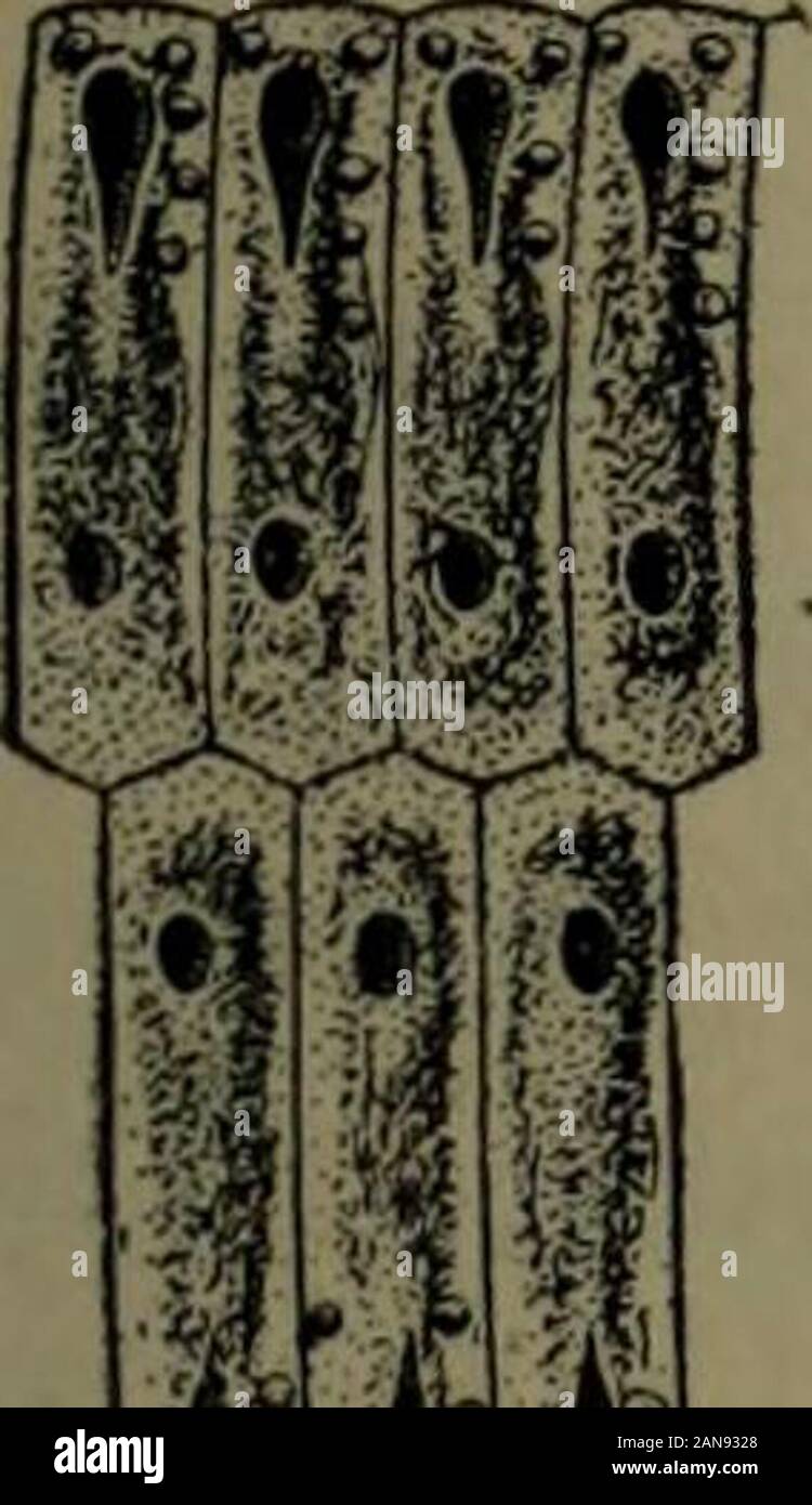 North American index fossils, invertebrates . Fig. 1935. Hemiaster ...