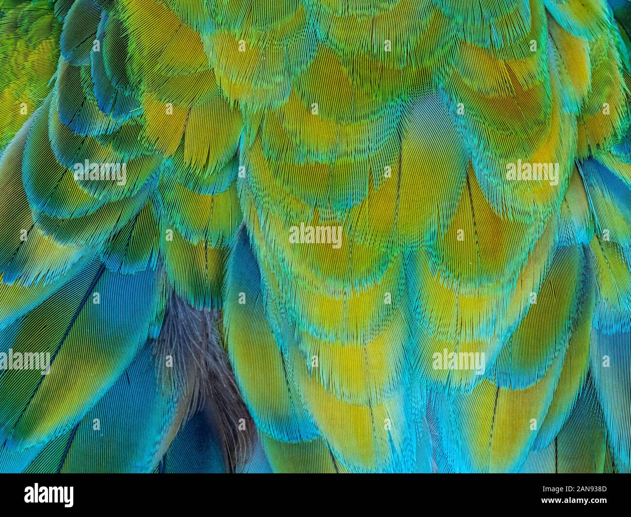 Parrot feathers close up hi-res stock photography and images - Alamy