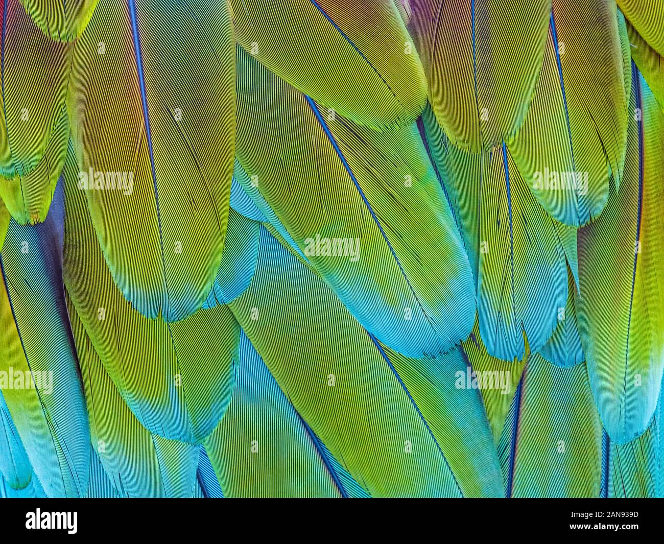 Parrot feathers close up hi-res stock photography and images - Alamy