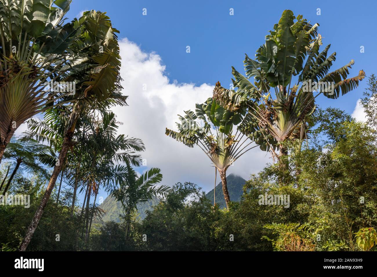 Balata botanical gardens hi-res stock photography and images - Alamy