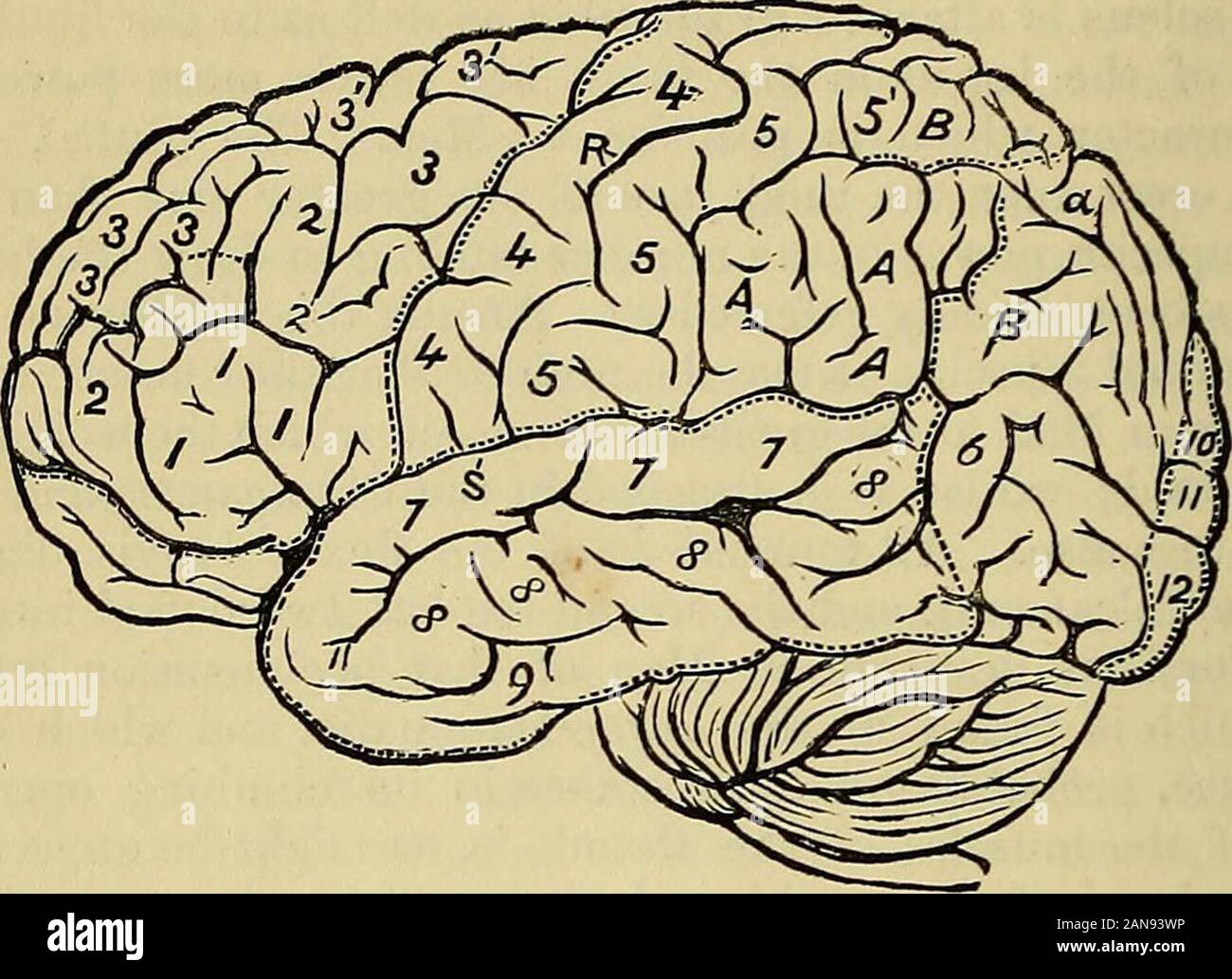 Carpenter's principles of human physiology . iform plate of the ethmoid ...