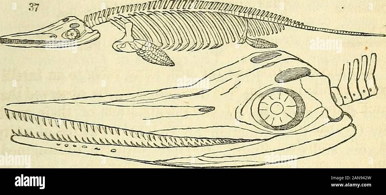 The natural history of fishes, amphibians, & reptiles, or monocardian ...