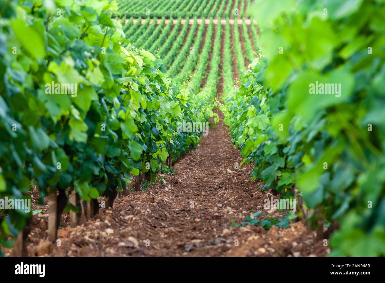Closeup panoramic shot rows summer vineyard scenic landscape, plantation, beautiful wine grape ...