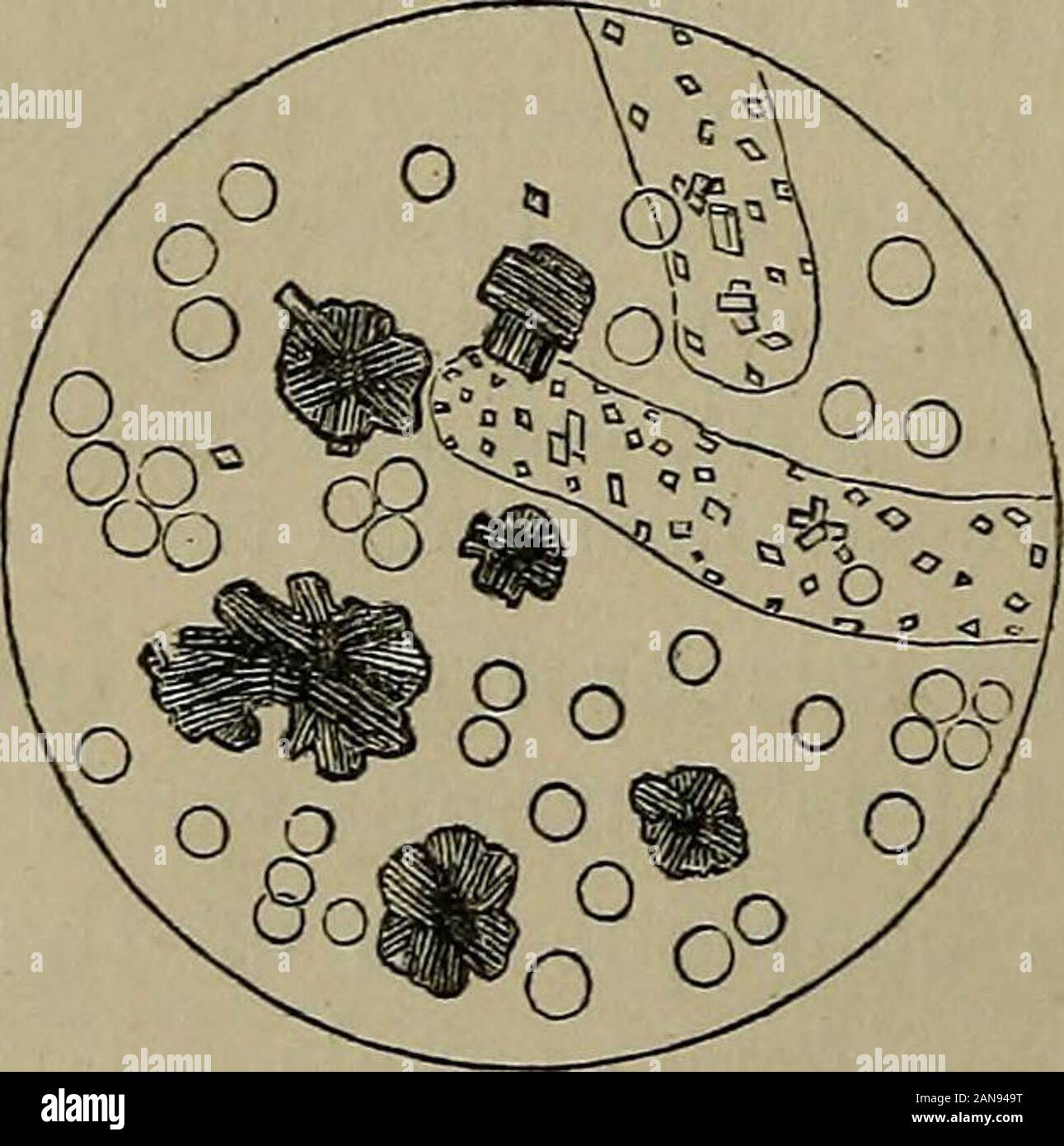 Bilharzia parasite hi-res stock photography and images - Alamy