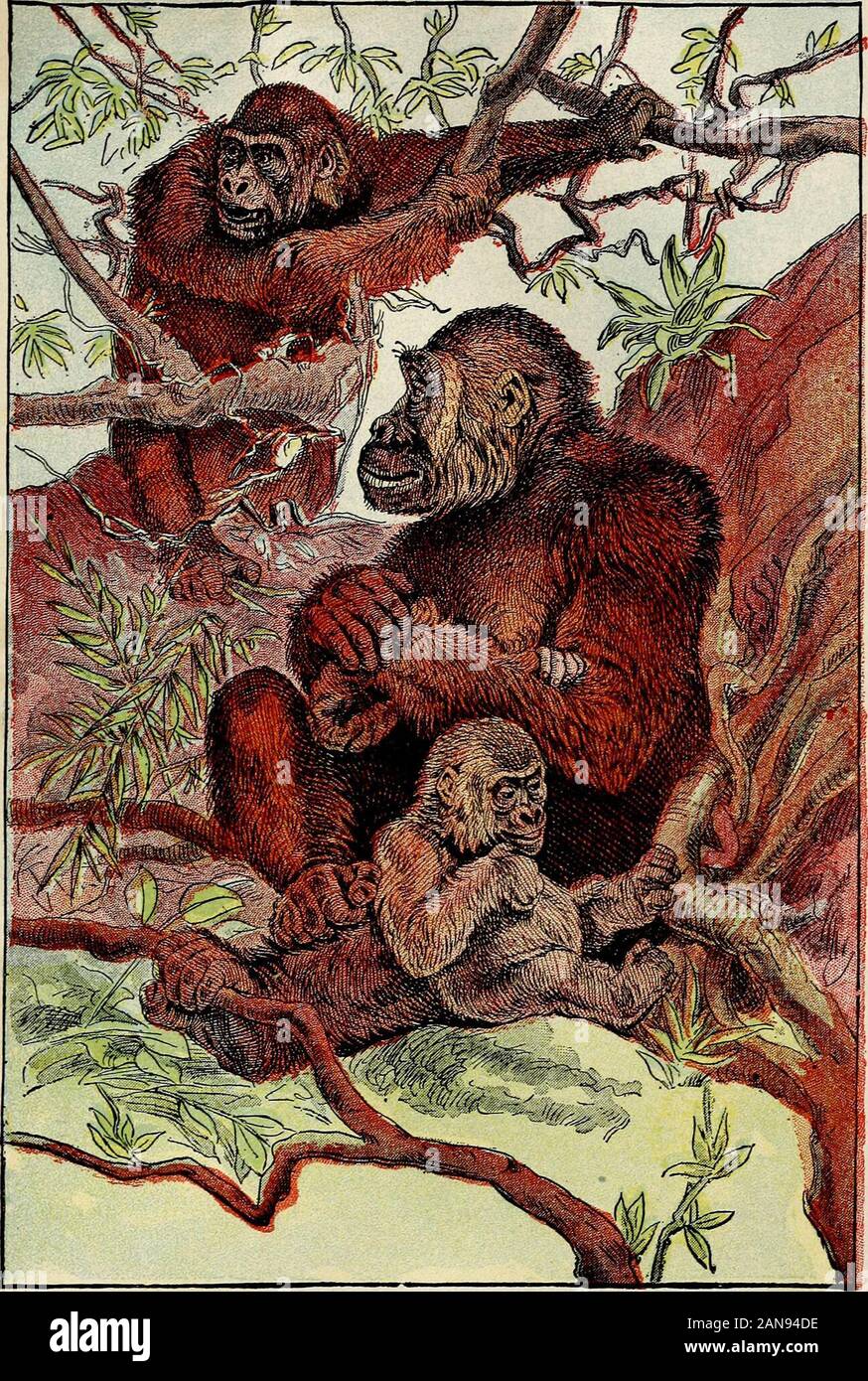 Neanderthal natural history hi-res stock photography and images - Alamy