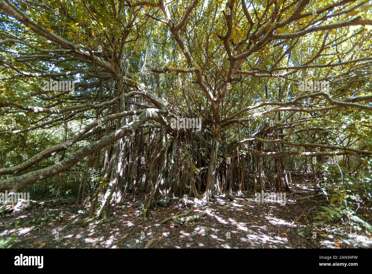 Sainte-Anne, Martinique, FWI - Cursed Fig Tree near Anse Michel beach ...