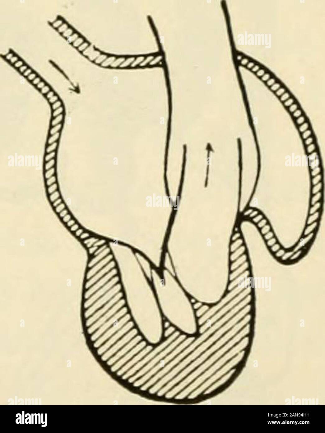 Taut muscles hi-res stock photography and images - Alamy